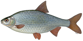 Fische im Stillwasser | Angelverein Kranichfeld