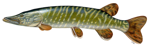 Fische im Stillwasser | Angelverein Kranichfeld